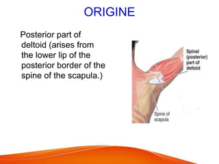 Deltoid Origin And Insertion