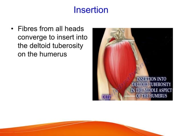 Deltoid muscle, origin insertion and movement