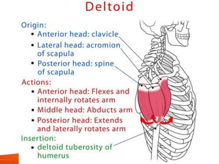 Deltoid muscle, origin insertion and movement