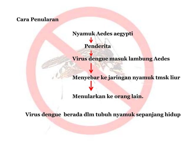 SOSIALISASI MATERI DEMAM BERDARAH DENGUE.ppt