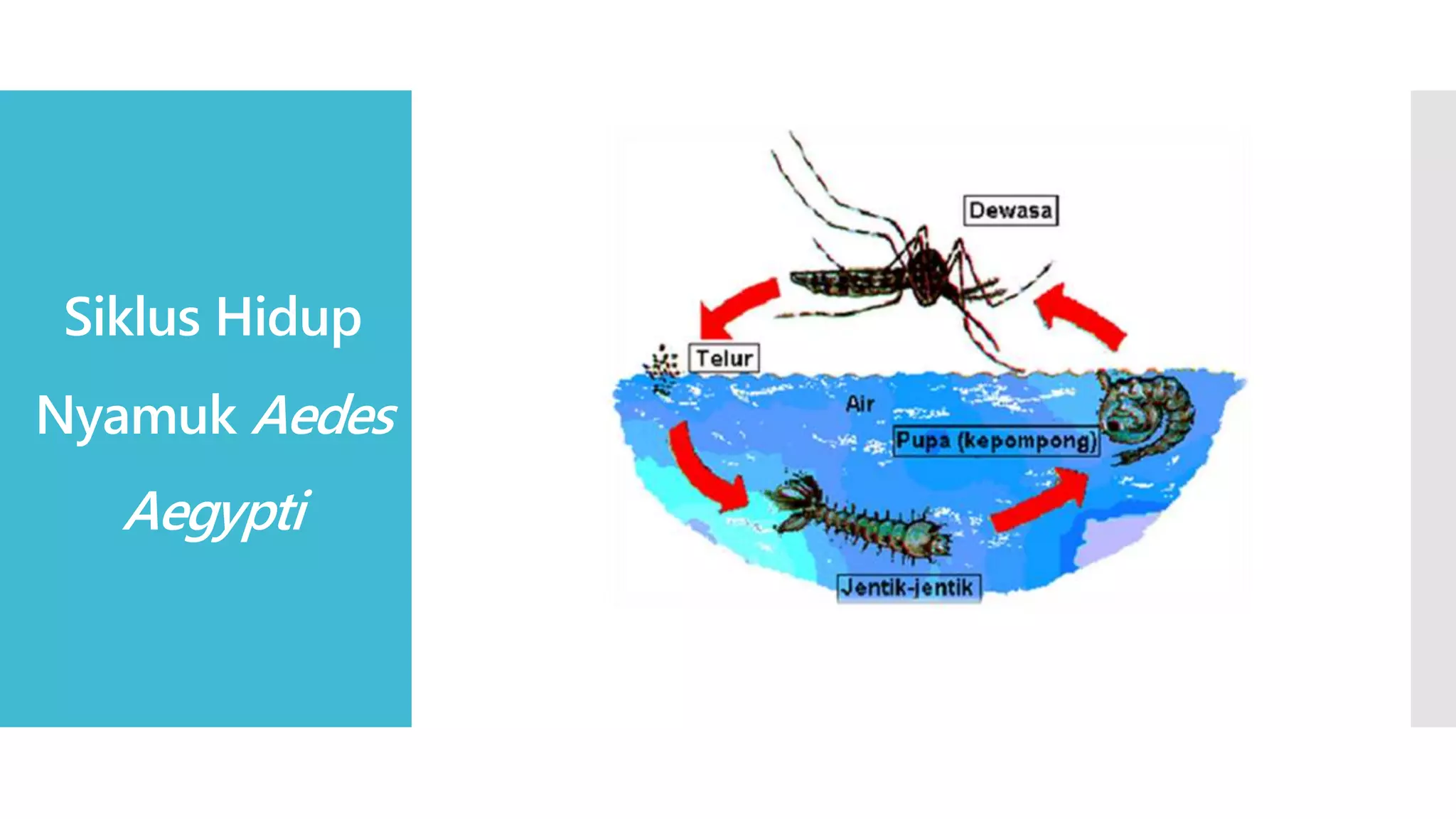 Virus Demam Berdarah | PPTX