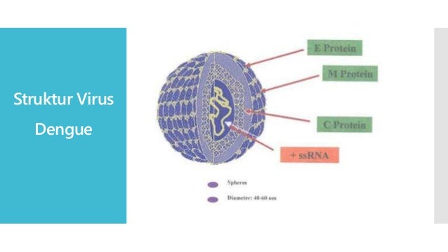 Virus Demam Berdarah