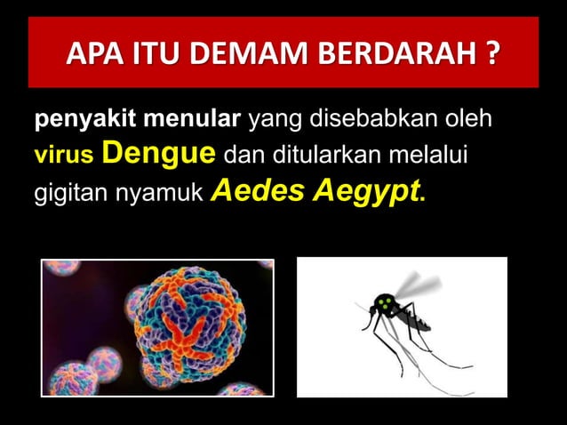 MATERI PENYULUHAN DEMAM BERDARAH | PPTX