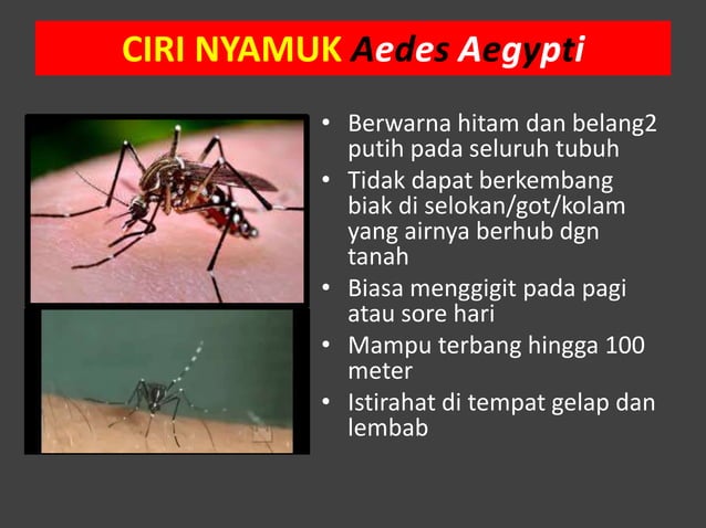 MATERI PENYULUHAN DEMAM BERDARAH | PPTX