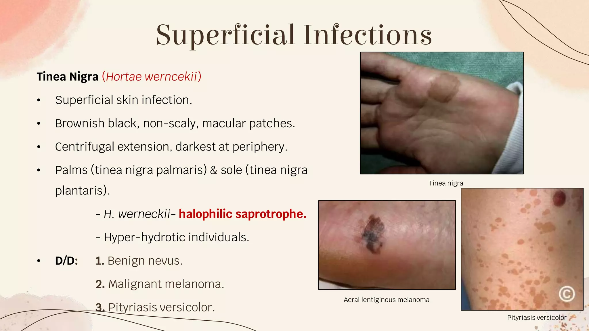 Dematiaceous fungi.pptx