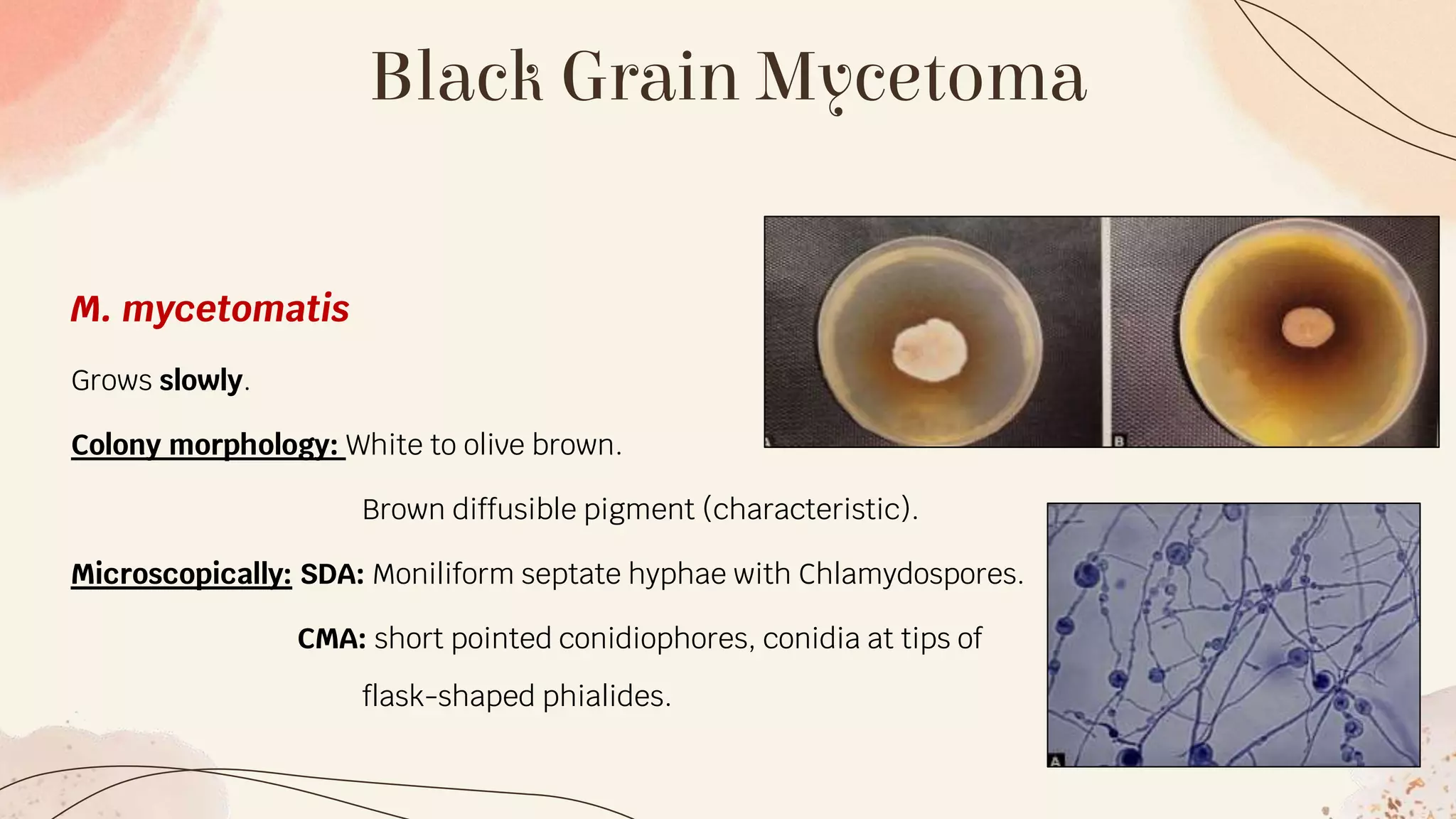 Dematiaceous fungi.pptx