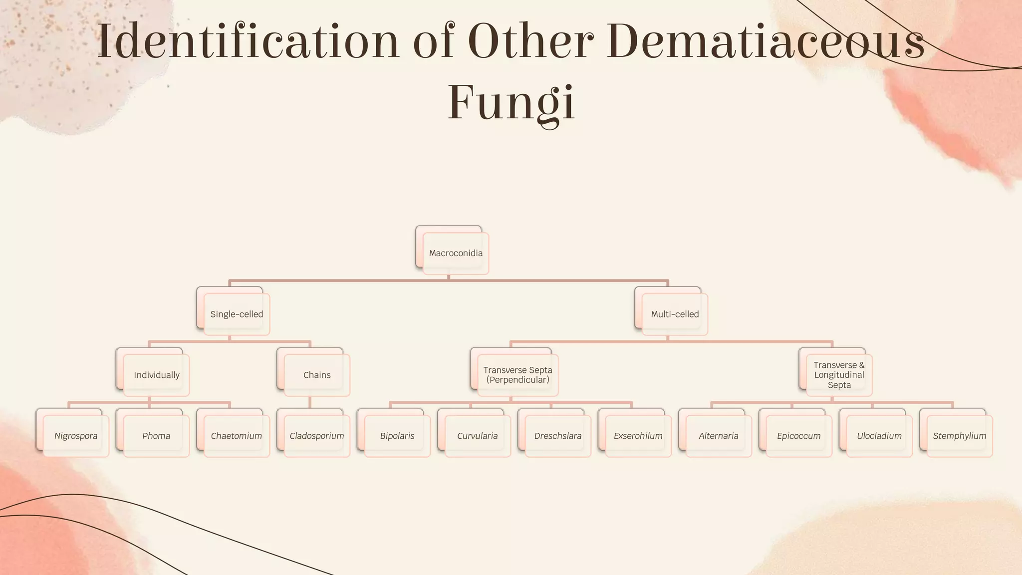 Dematiaceous fungi.pptx