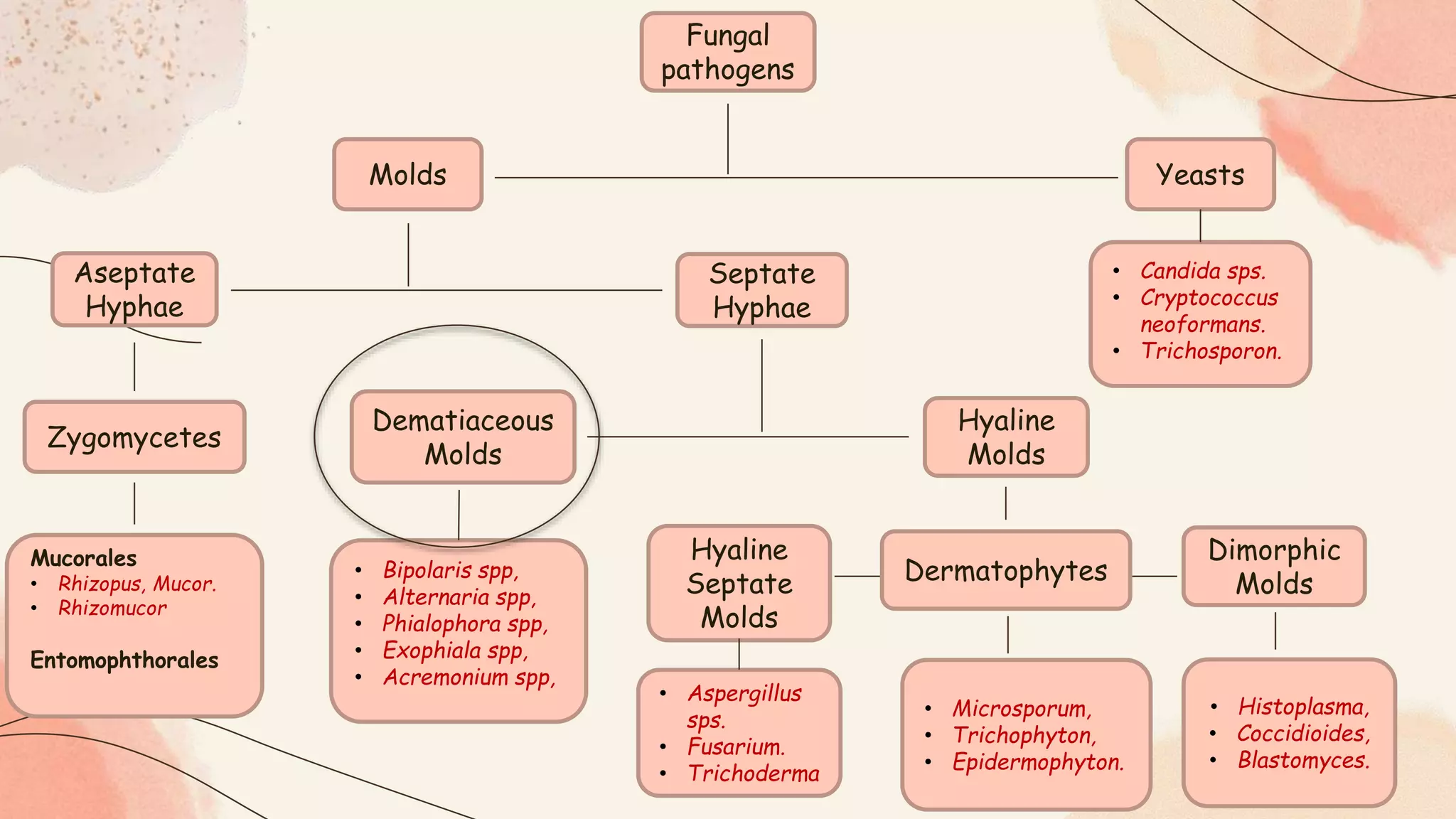 Dematiaceous fungi.pptx