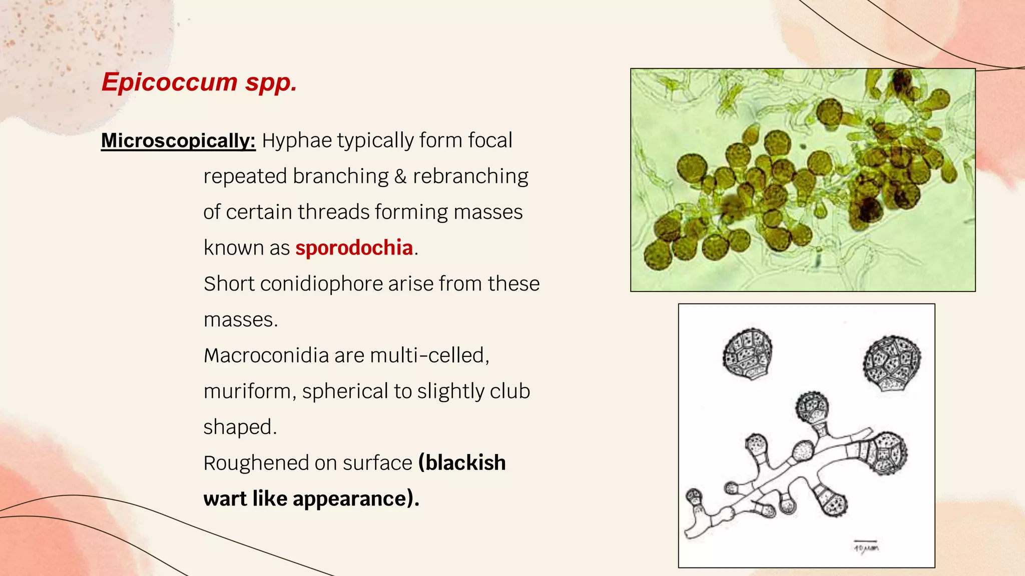 Dematiaceous fungi.pptx