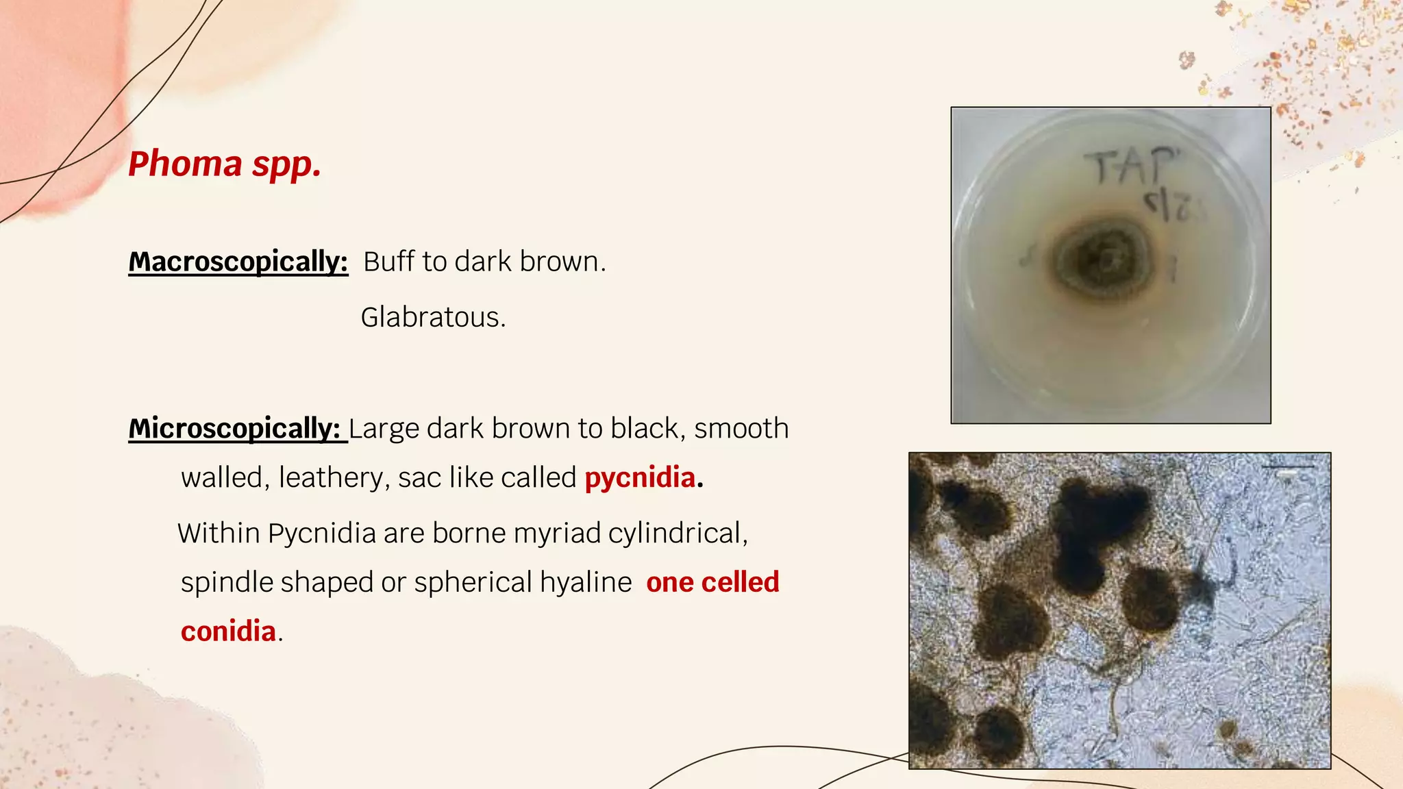 Dematiaceous fungi.pptx