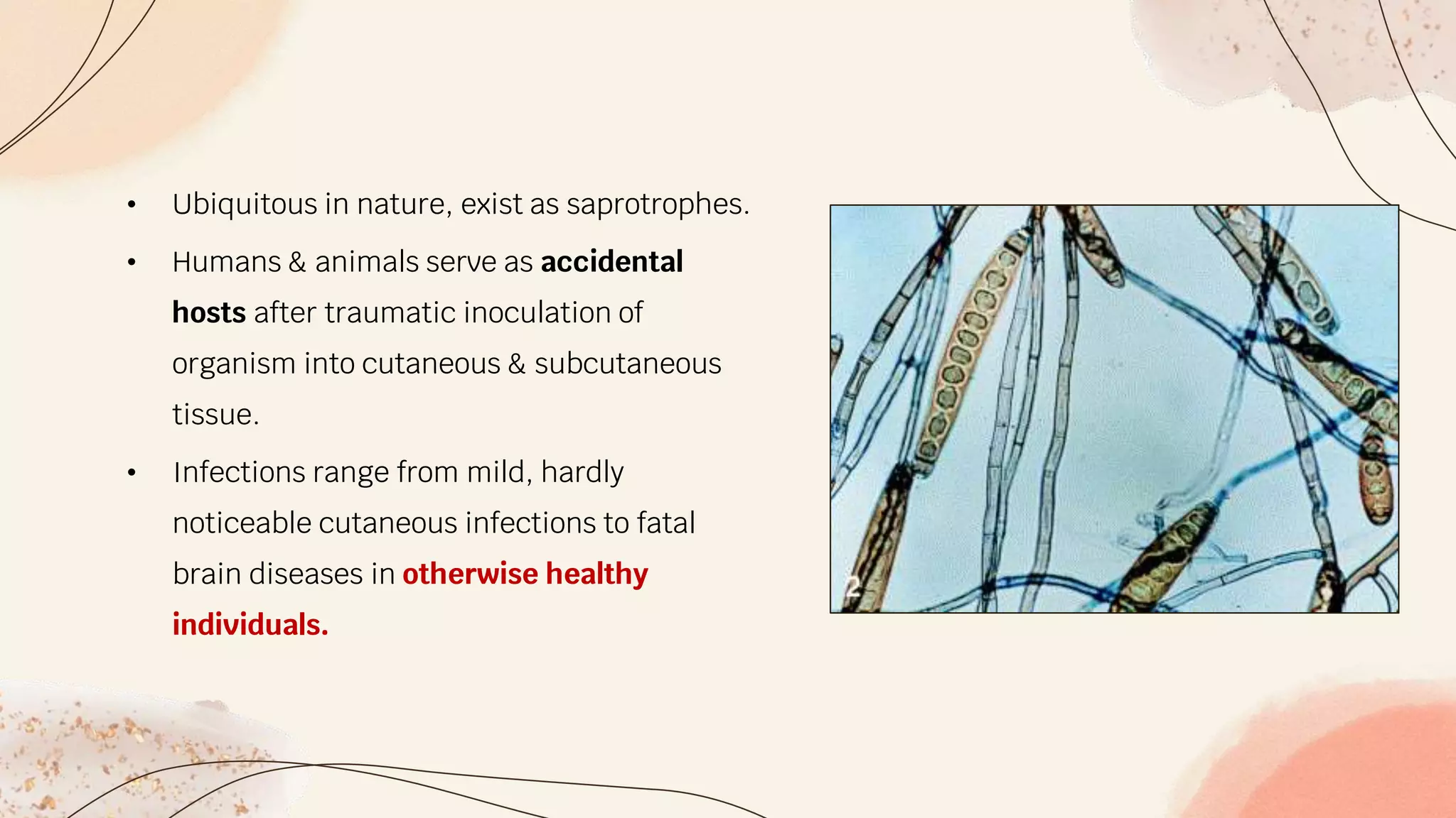 Dematiaceous fungi.pptx