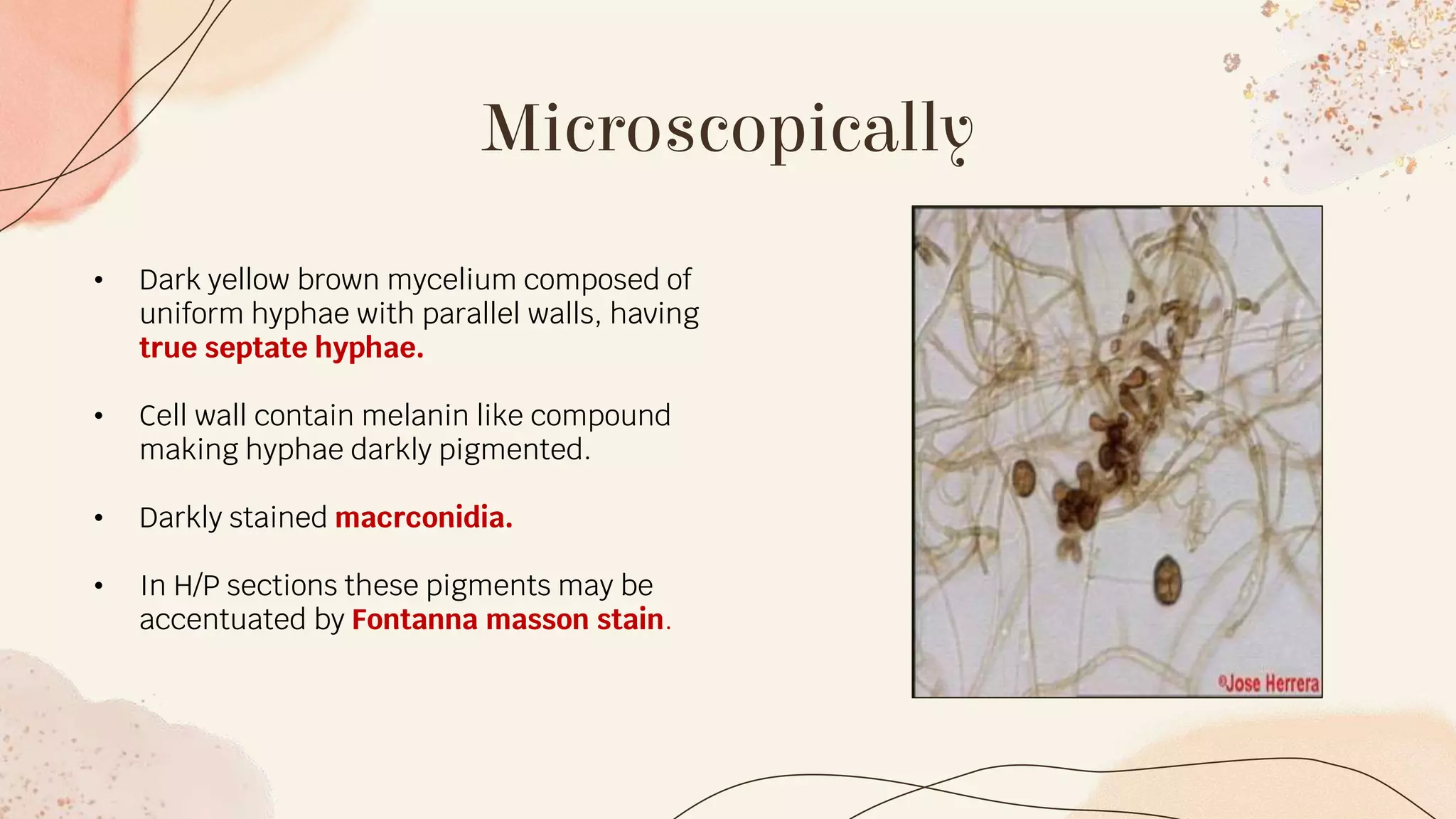 Dematiaceous fungi.pptx