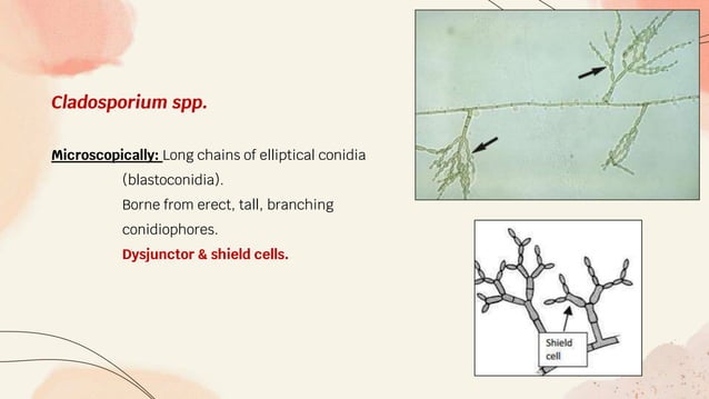 Dematiaceous fungi.pptx