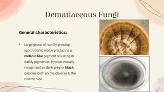 Dematiaceous fungi.pptx