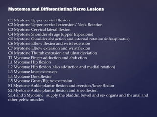 dematome and myotomes physiology lll.pptx