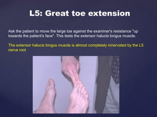 dematome and myotomes physiology lll.pptx