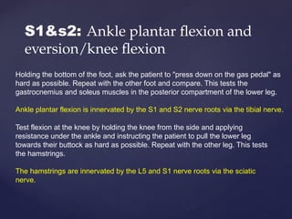 dematome and myotomes physiology lll.pptx