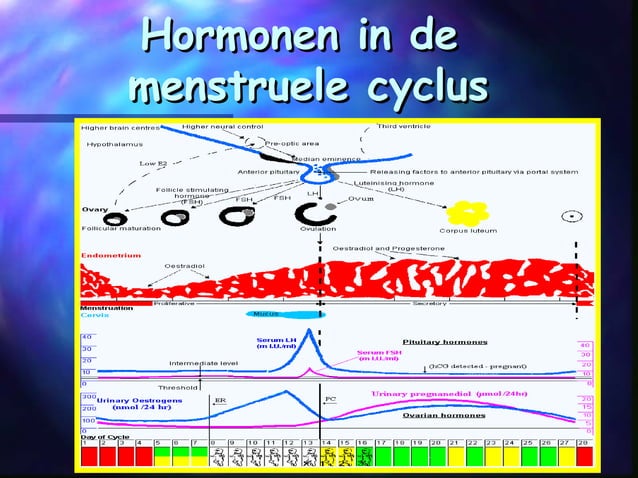 De menstruele cyclus | PPT
