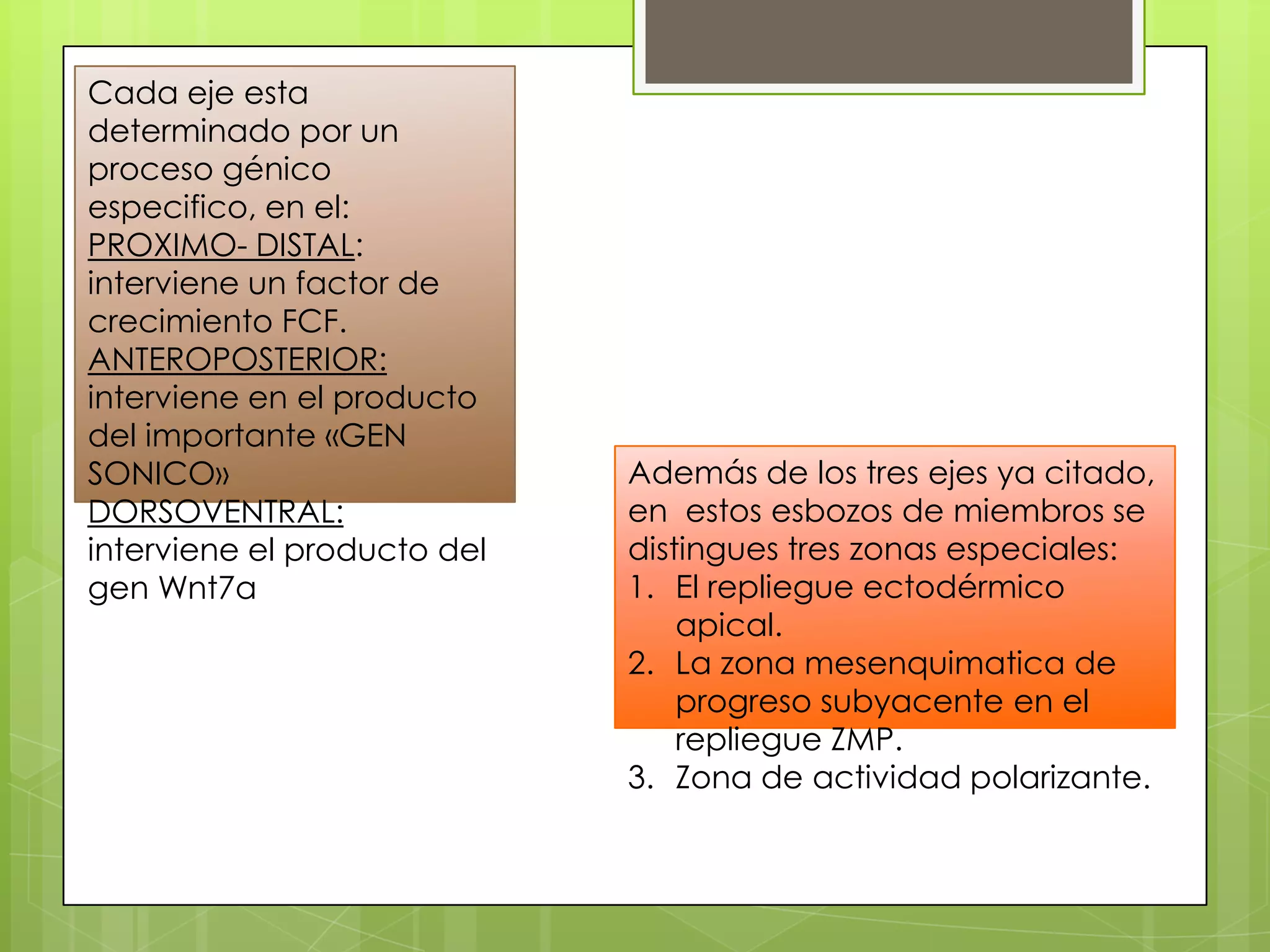 anatomía de miembros | PPTX