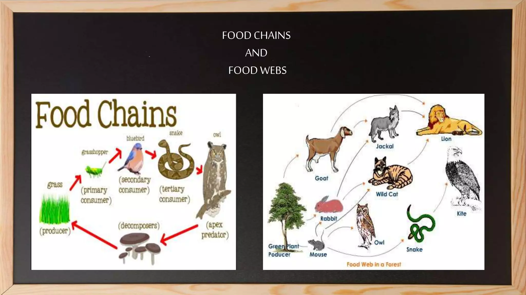 Food Chain and Food web | PPT