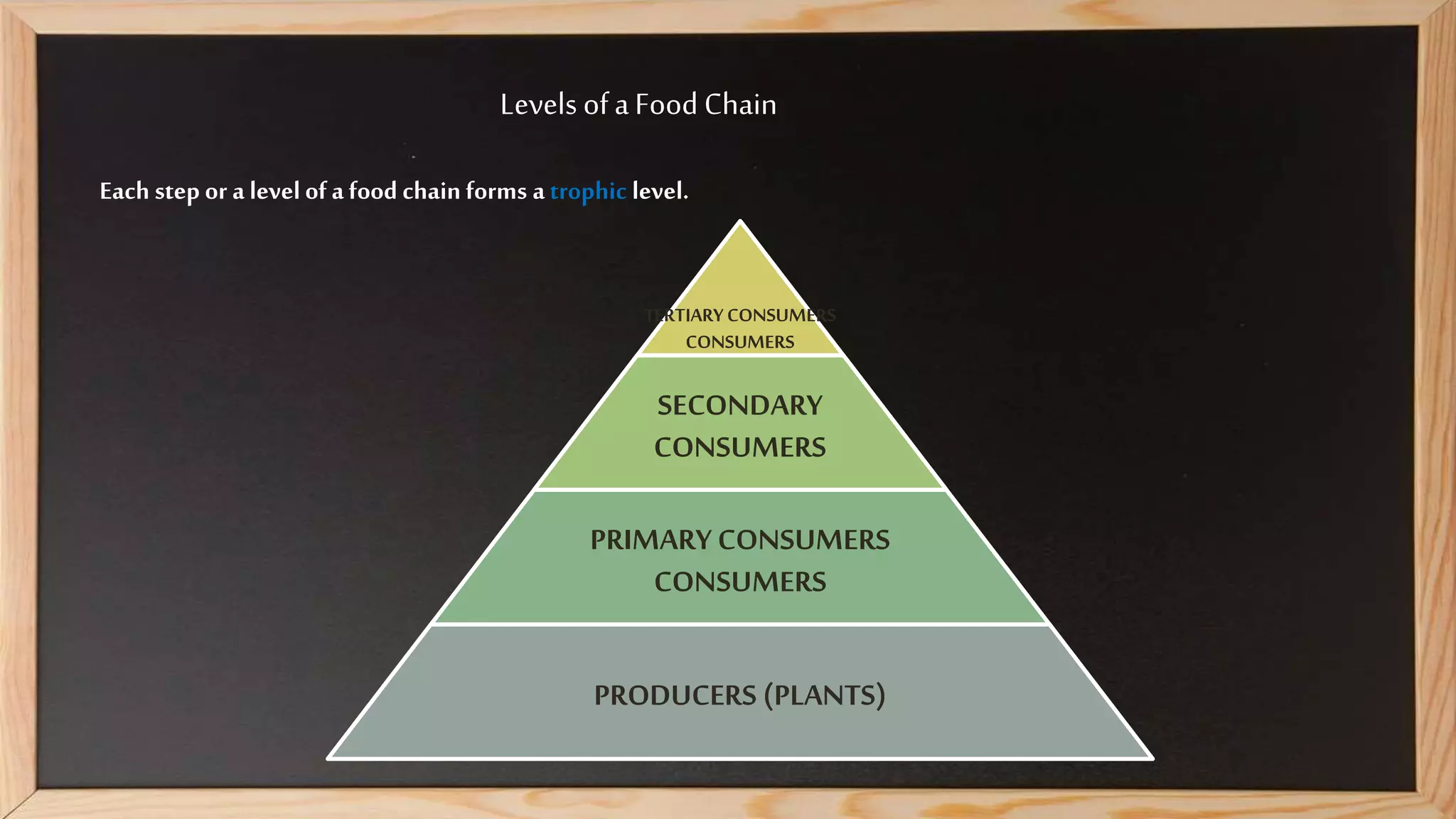 Food Chain and Food web | PPTX