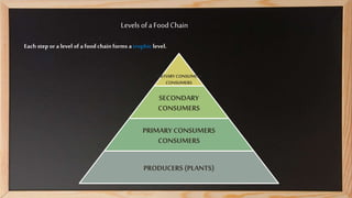 Food Chain and Food web | PPTX