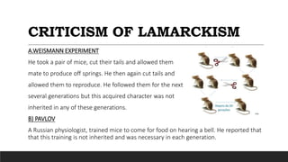 theories of evolution by Lamark and Darwin.pptx