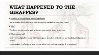 theories of evolution by Lamark and Darwin.pptx