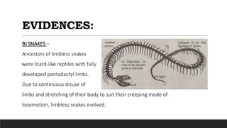 theories of evolution by Lamark and Darwin.pptx