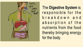 DEmo DIGESTIVE DIGESTIVE SYSTEM OF HUMAN PERSON .pdf