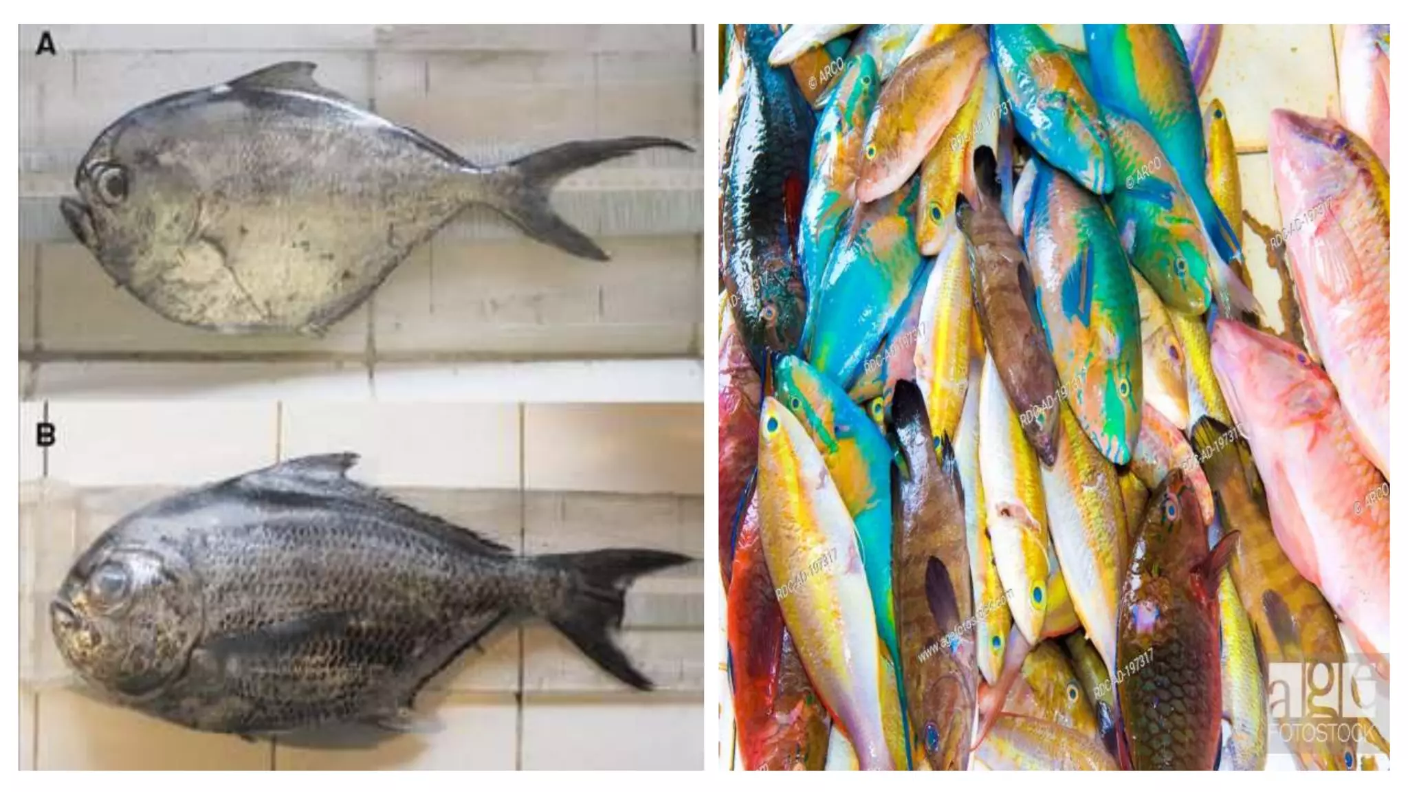 DEMO-MENDELIAN GENETICS.pptx