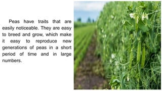 DEMO-MENDELIAN GENETICS.pptx
