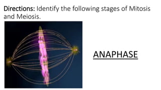 DEMO-MENDELIAN GENETICS.pptx