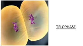 DEMO-MENDELIAN GENETICS.pptx
