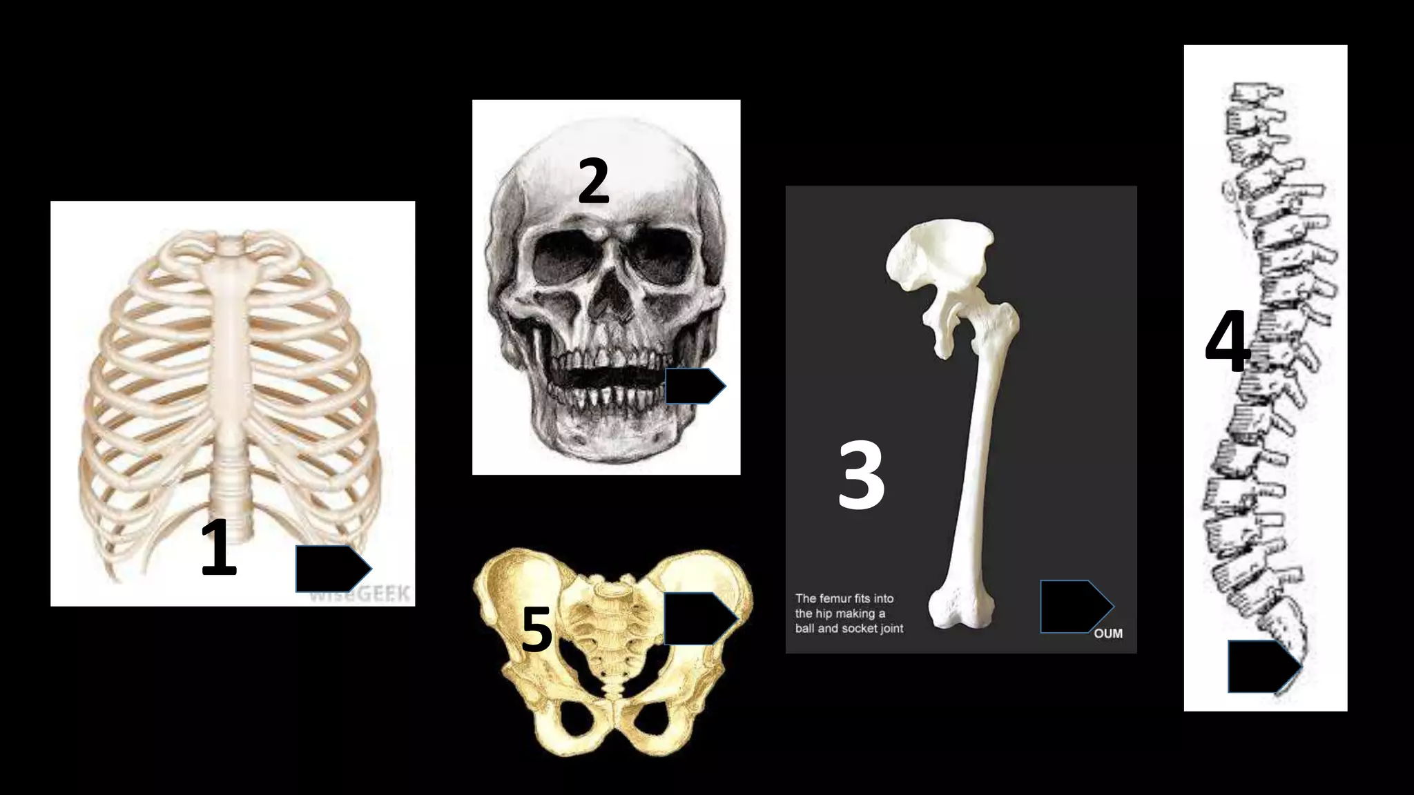 skeletal system application | PPTX