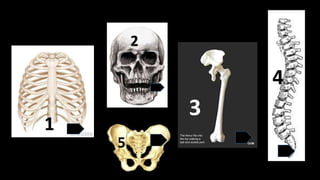 skeletal system application | PPTX