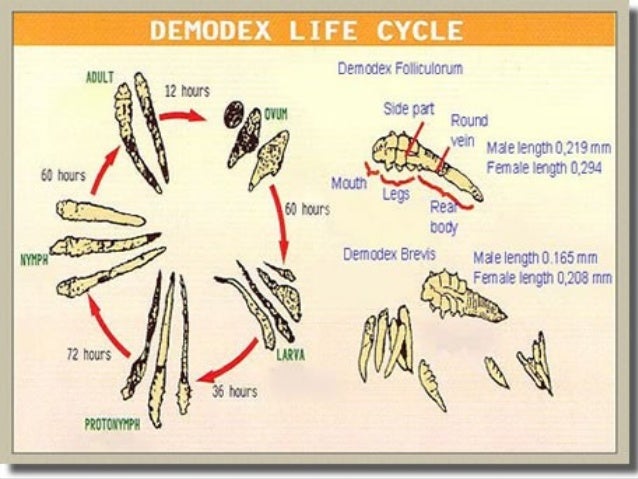Demodex