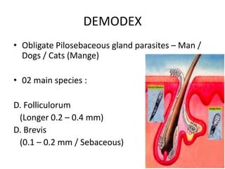 Demodex by aseem | PPTX