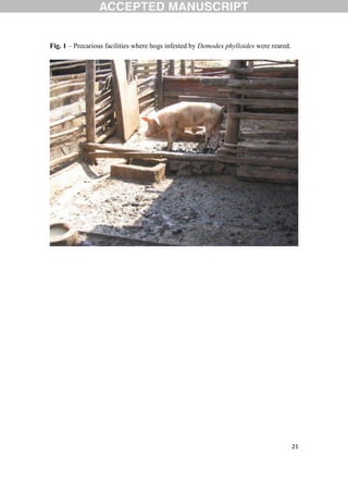 Demodex phylloides infection in swine | PDF