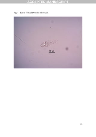 Demodex phylloides infection in swine | PDF