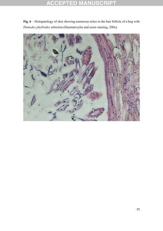Demodex phylloides infection in swine | PDF