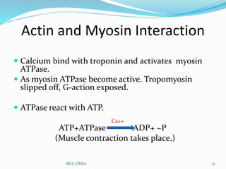 Contraction of muscles class 11 CBSE | PPTX