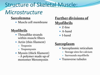 Contraction of muscles class 11 CBSE | PPTX