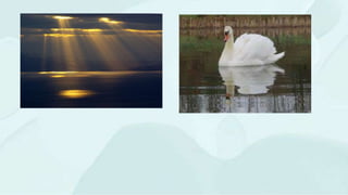 Introduction and Behavior of Light | PPTX