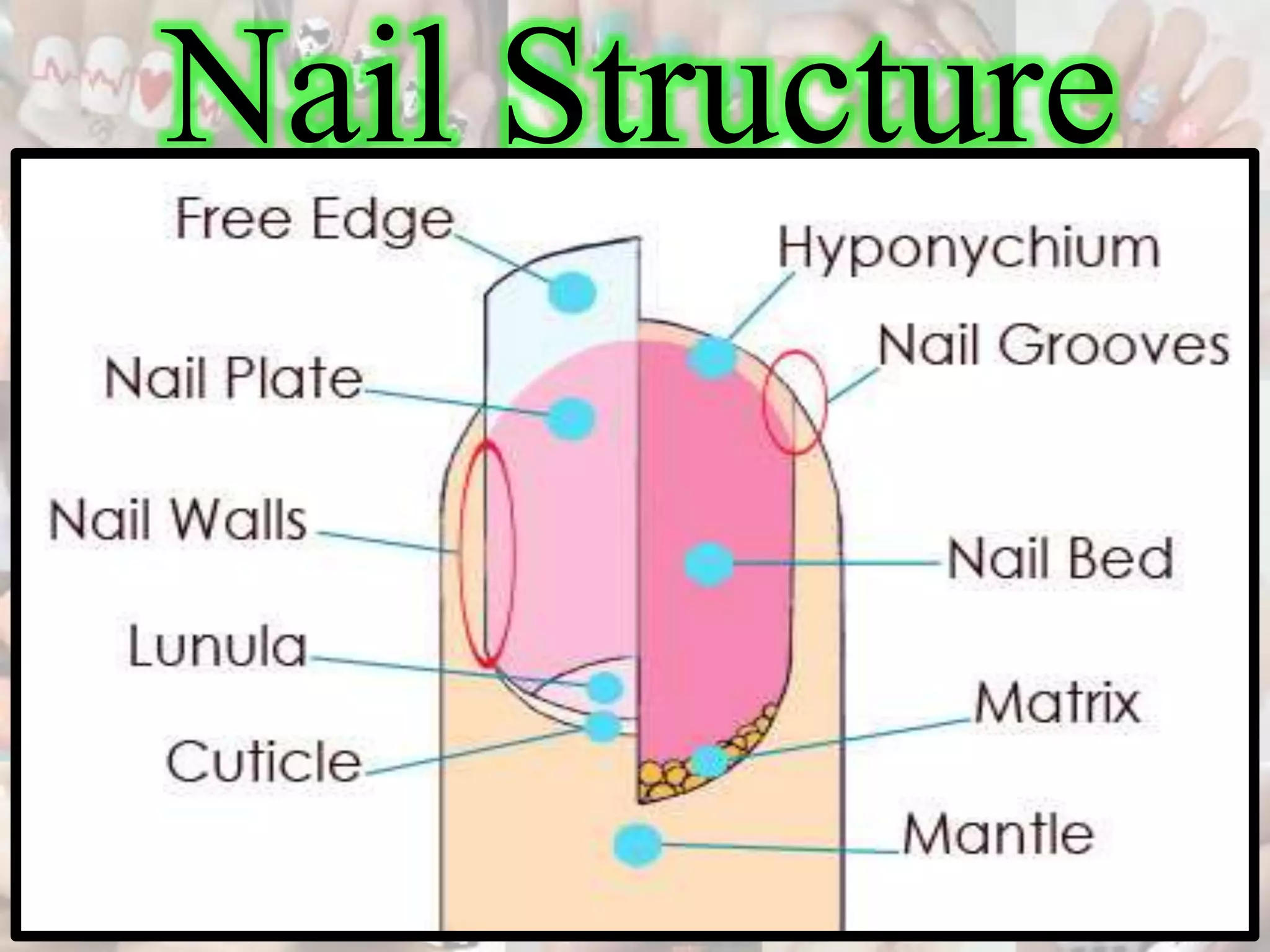 Demo for nail art | PPTX