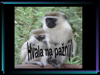 Demokratska Republika Kongo - geografija pptx | PPTX