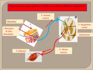 DEMONSTRATION- reflex.ppt