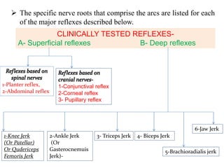 DEMONSTRATION- reflex.ppt