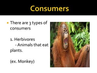 the food web and food chain | PPTX | Nutrition | Healthy Living