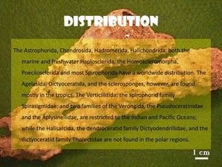 Demospongiae (Demosponges) | PPTX